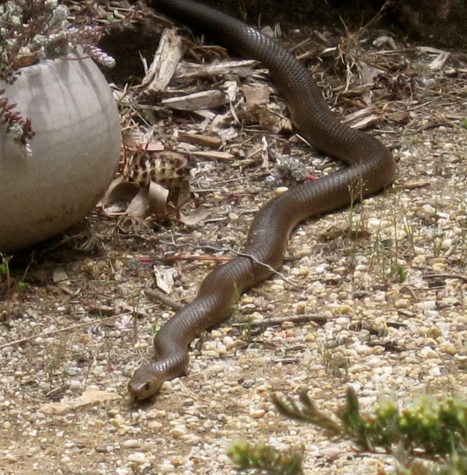 Australian Snakes and the Dreamtime – Aireys Inlet, Australia — A Hi Moment