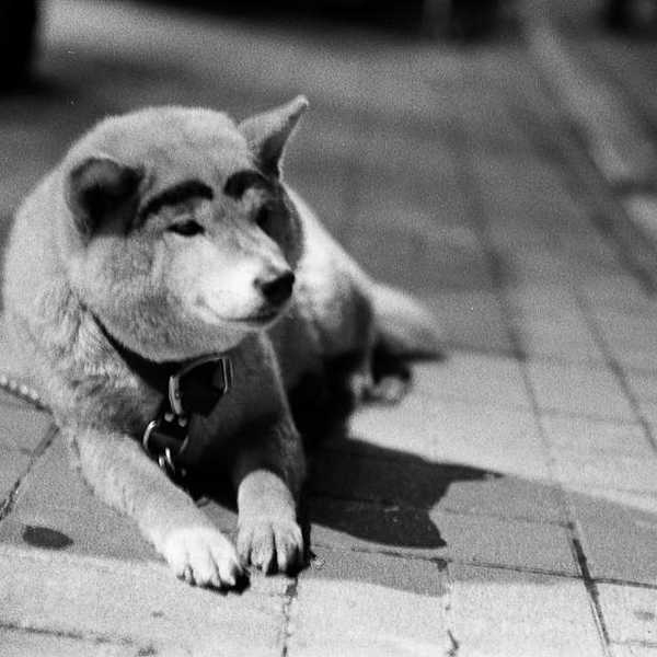 Pachikō, Forgotten Sibling of Japan's Most Famous Dog – Shinjuku-ku ...